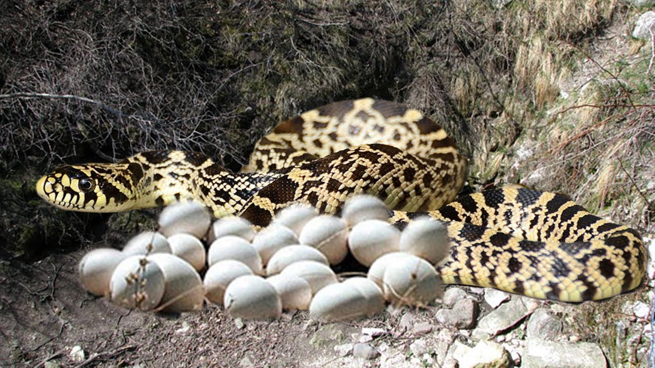 Bullsnake Laying To Many Eggs Success - YouTube