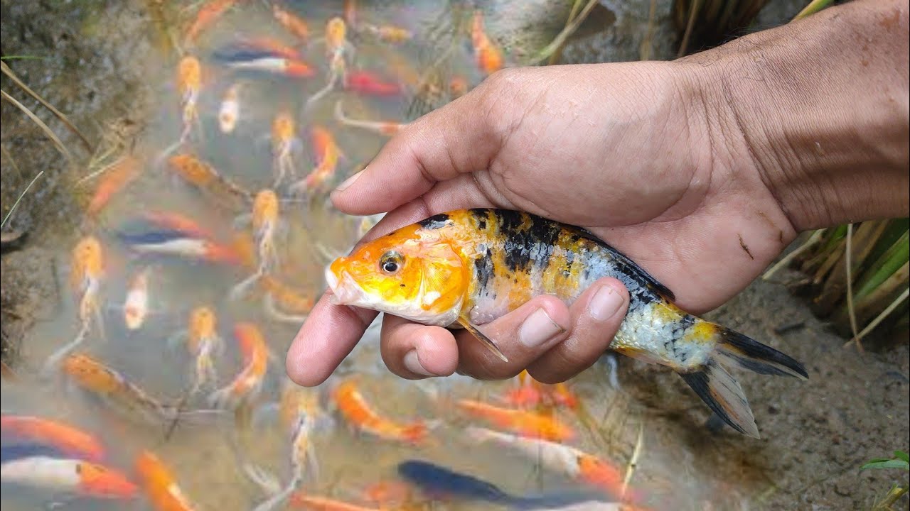 Koi fish, koki fish, ornamental fish, freshwater fish, sea animals ...