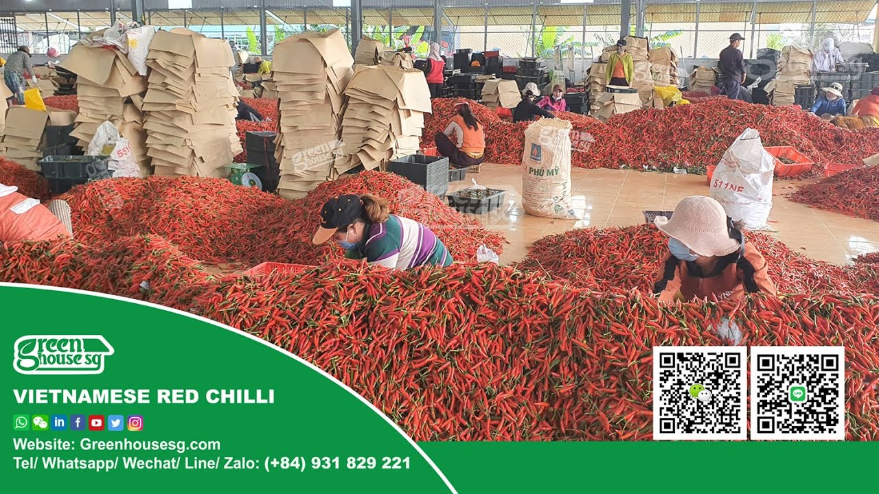 chilli pepper for export (Harvest/ Packing/Export) - YouTube