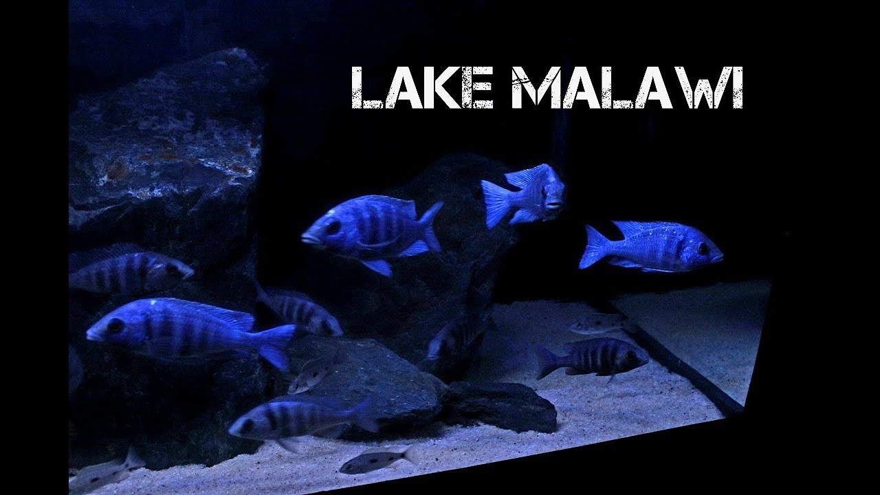 Relaxing Lake Malawi Cichlid Aquarium- #1 - YouTube