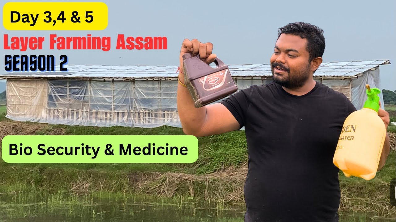 Day 3,4 & 5/ Layer Farming Assam Season 2 / Complete Management ...