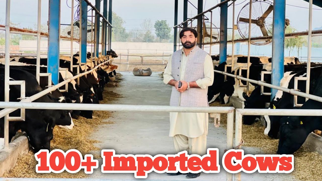 Ali Hashim Dairy Farm | imported Australian cows | Jani Best | 10 ...