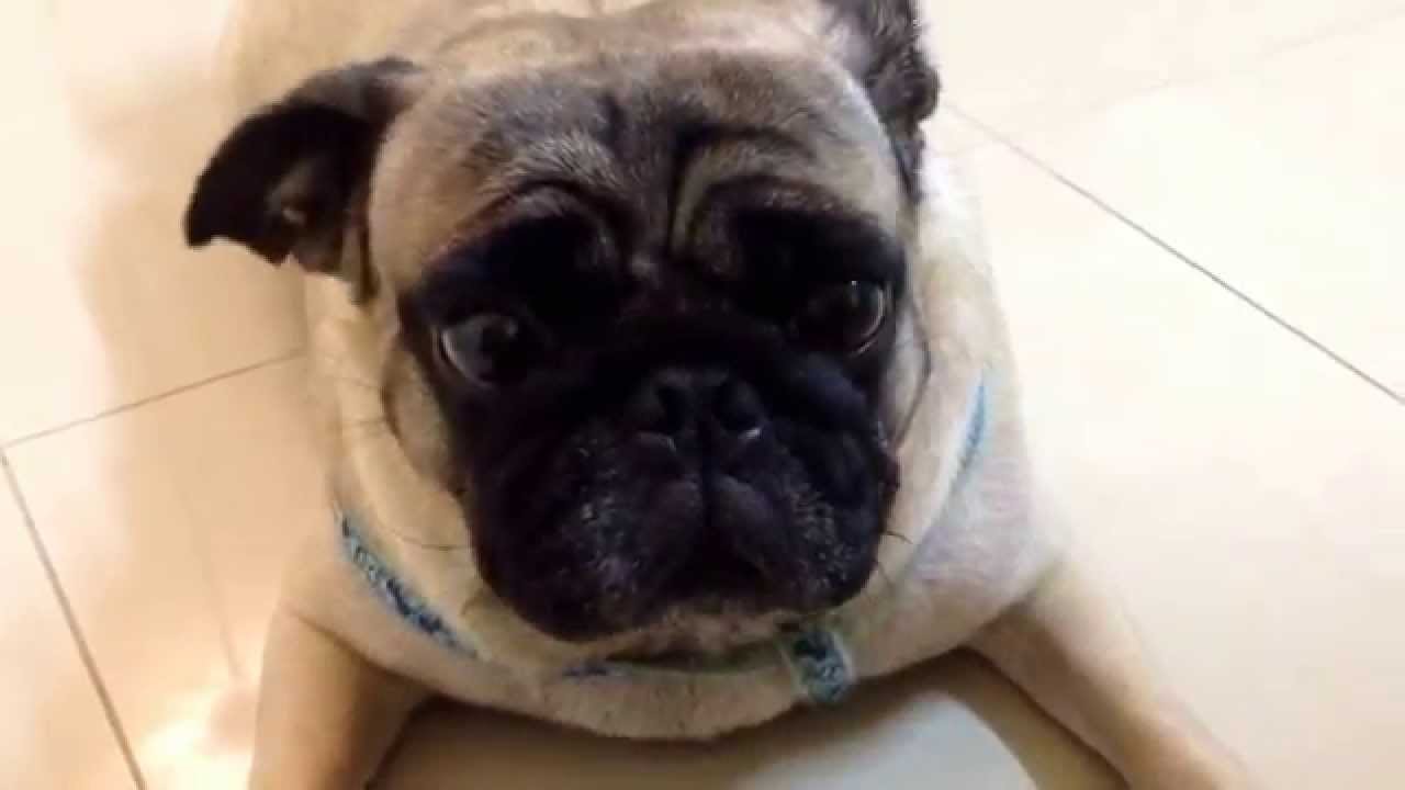 Funny pug --crying when he misses his owner - YouTube