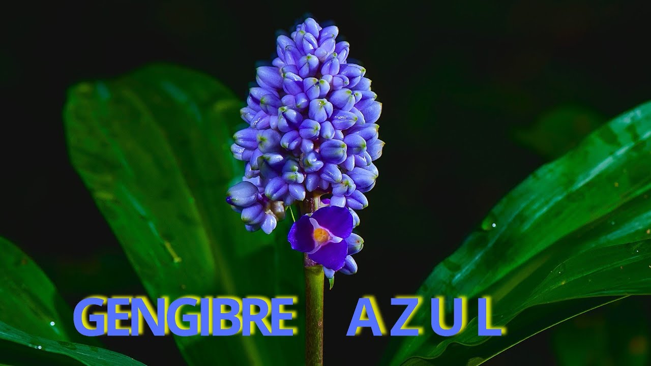 GENGIBRE AZUL, CONHEÇA ESTÁ BELA PLANTA E COMO CULTIVAR O ESTÁ LINDA ...