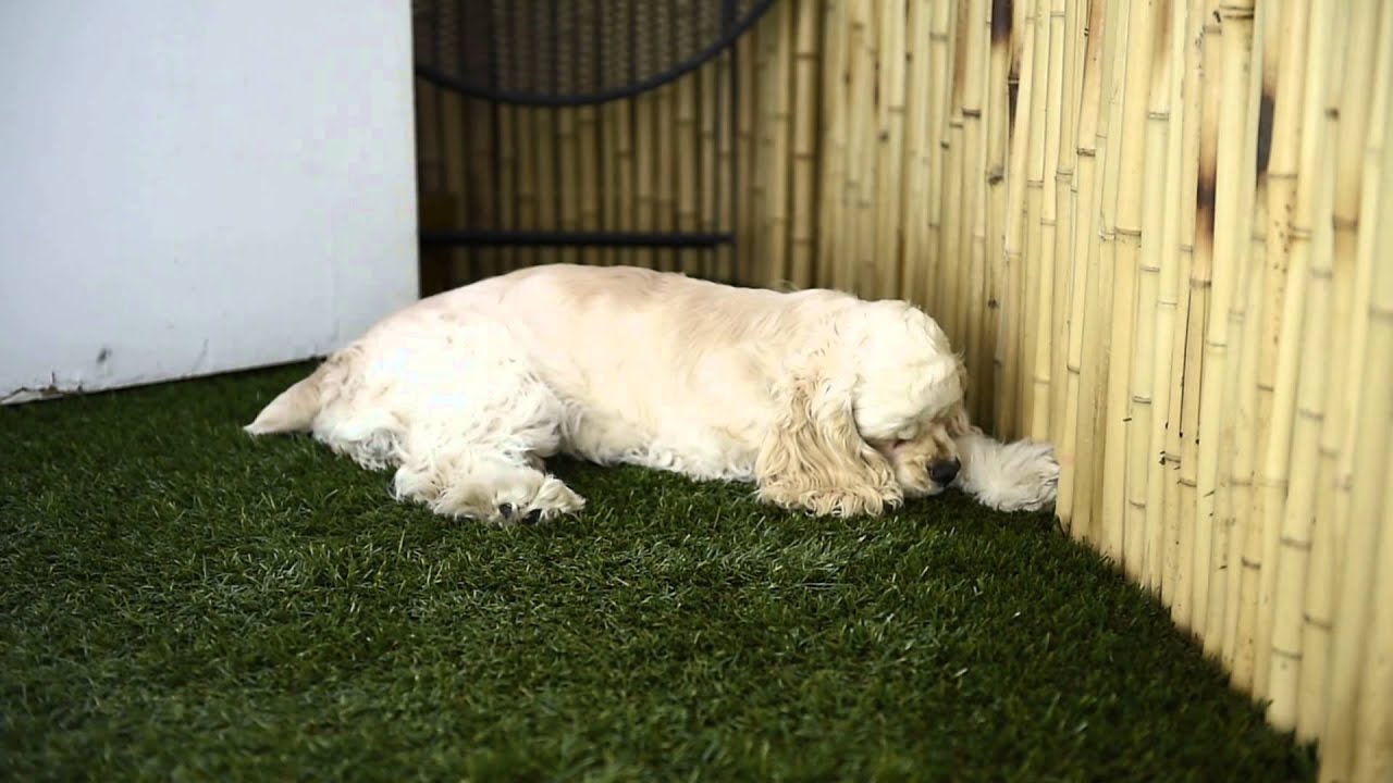 Acorns Are Entertaining - Gus The Silver Cocker Spaniel Puppy - YouTube