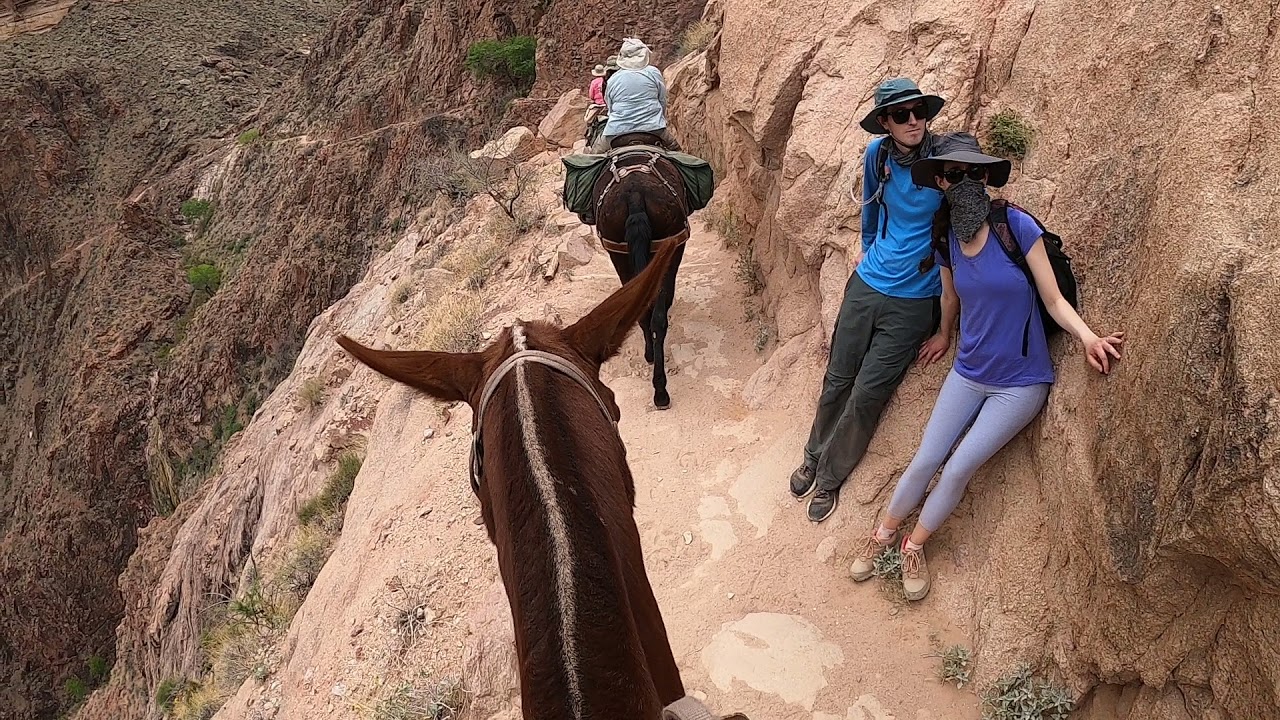 Grand Canyon Mule Rides - YouTube