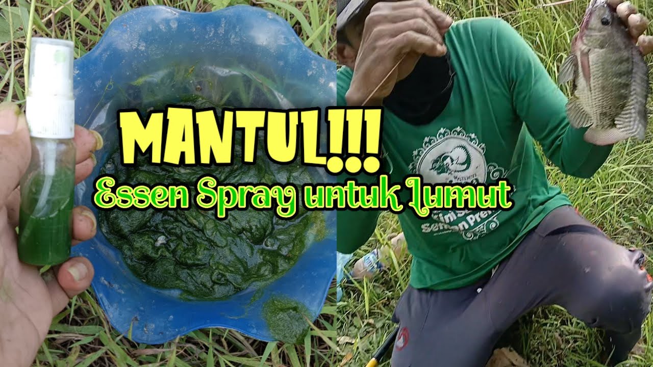 Tes Keampuhan Essen Spray Umpan Hidup Untuk Umpan Lumut || Lihat ...