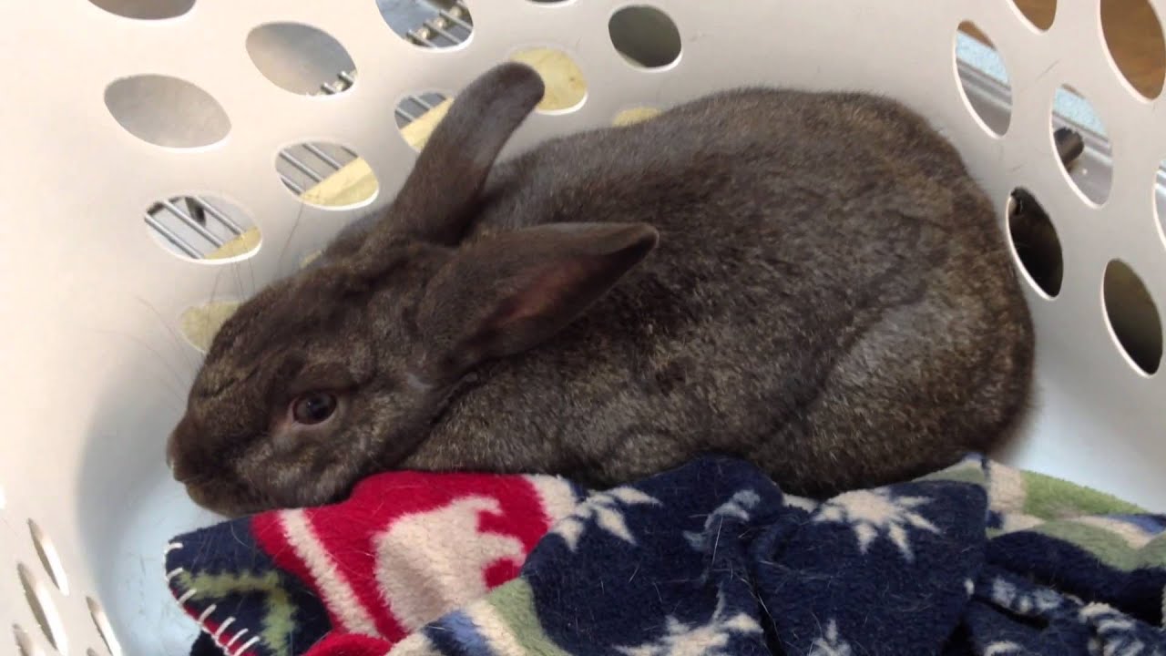 "Rabbit with a history of Lg seed ingestion on x-ray had an undiagnosed ...