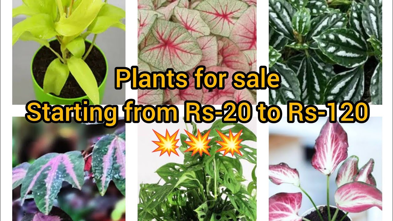 WhatsApp:9895462574.PLANTS FOR SALE STARTING FROM Rs 20 to Rs 120 - YouTube