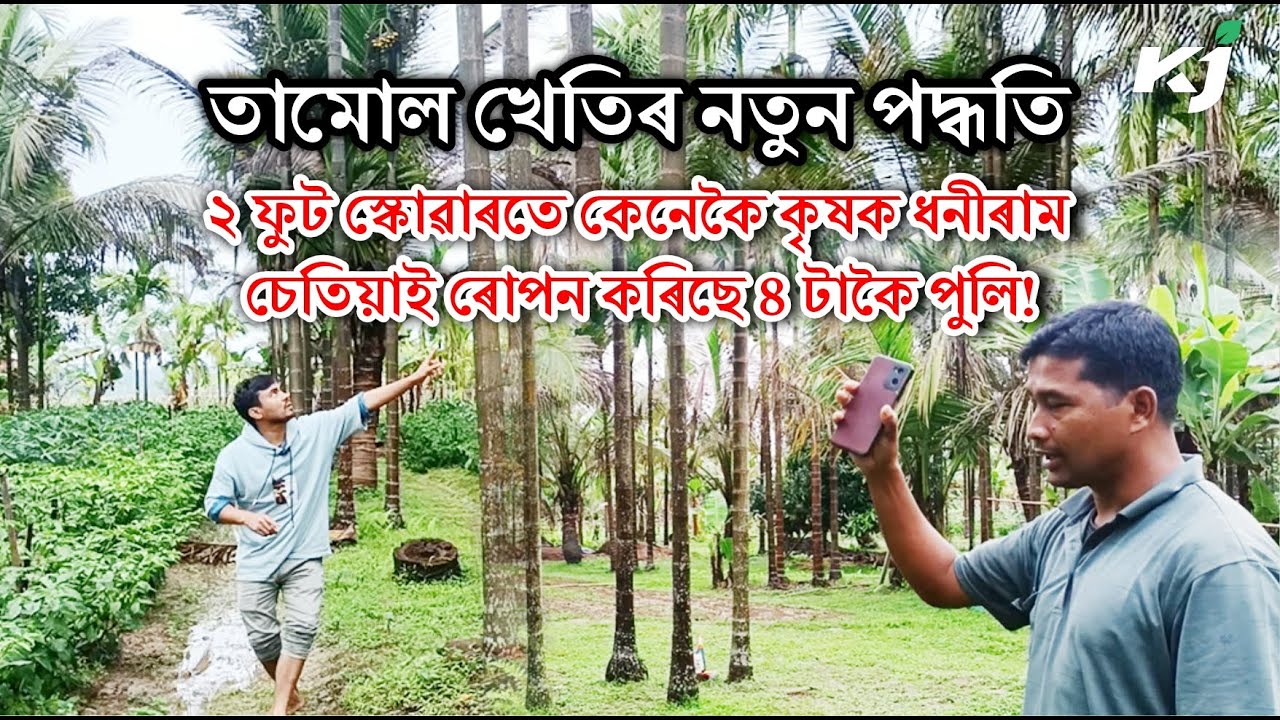Betel nut farming news Style। Supari Farming in Assam। ২ ফুট স্কোৱাৰত ৪ ...