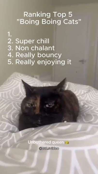 boing boing cats🤣🤣 #cats #shorts - YouTube