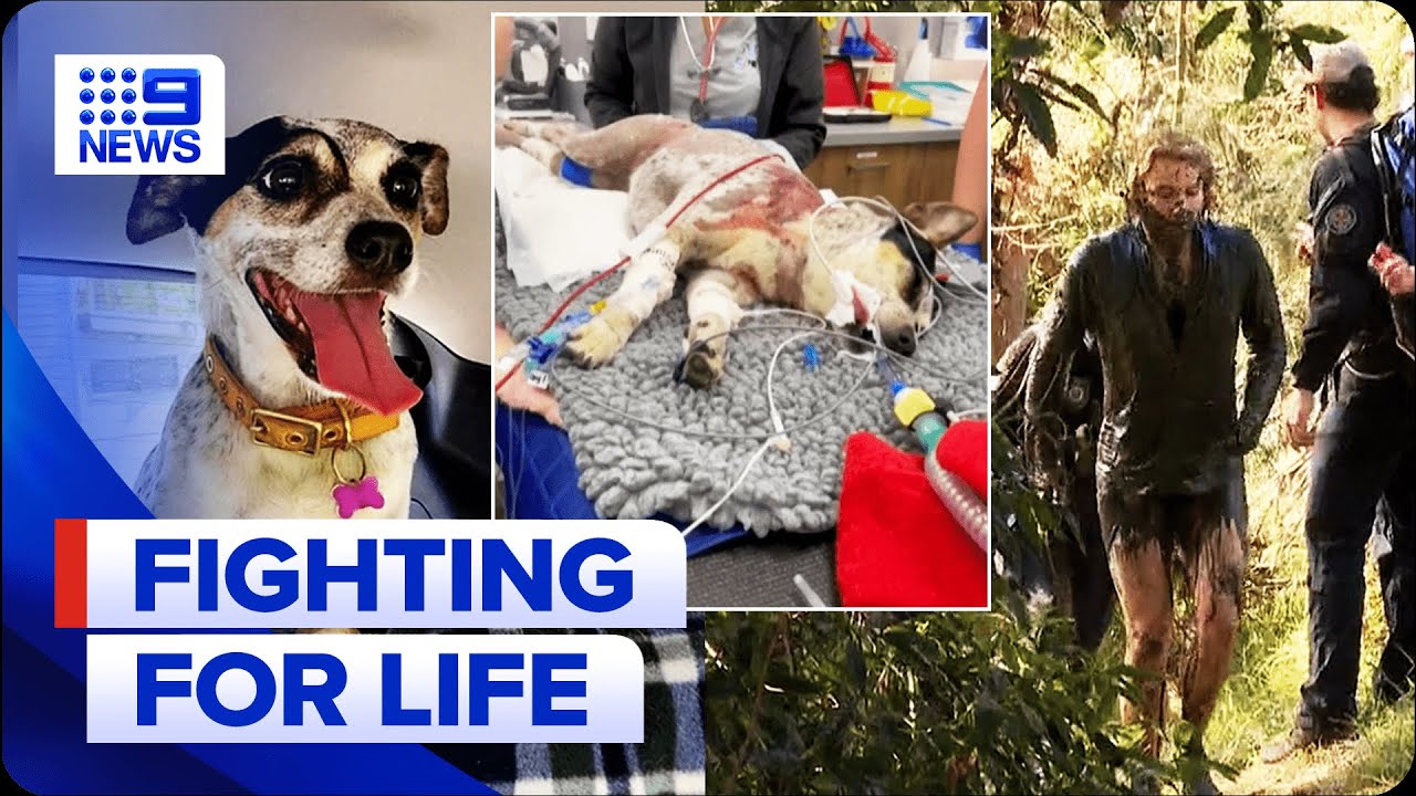 Hunt for owner of vicious dog attack continues | 9 News Australia - YouTube