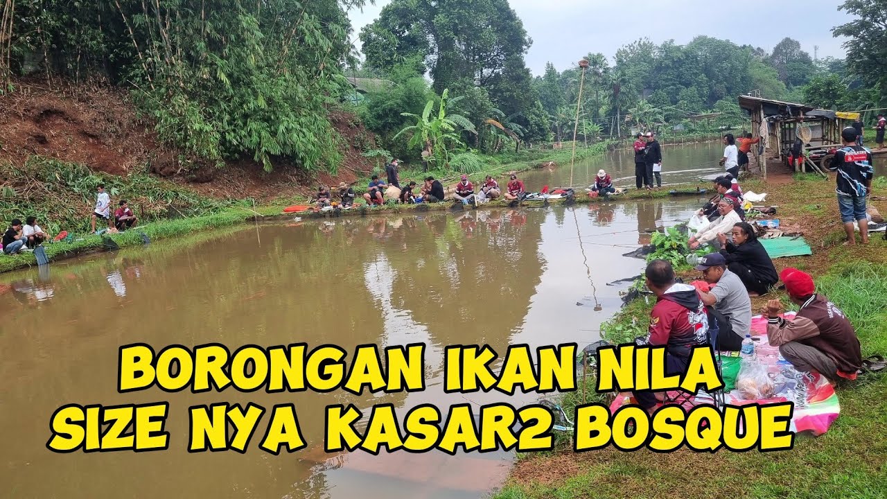 BORONGAN IKAN NILA 3 KUINTAL,,HASIL NYA SAMPE DIGOTONG ‼️ MANCING ...