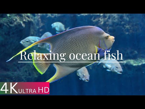 Most Beautiful 4K coral reef fish video, Relaxing ocean fish🐟 ...