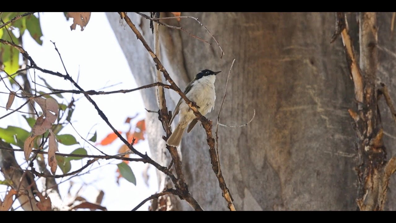 Gilbert's Honeyeater at Mokare Heritage Trail, Jan 2023 - YouTube