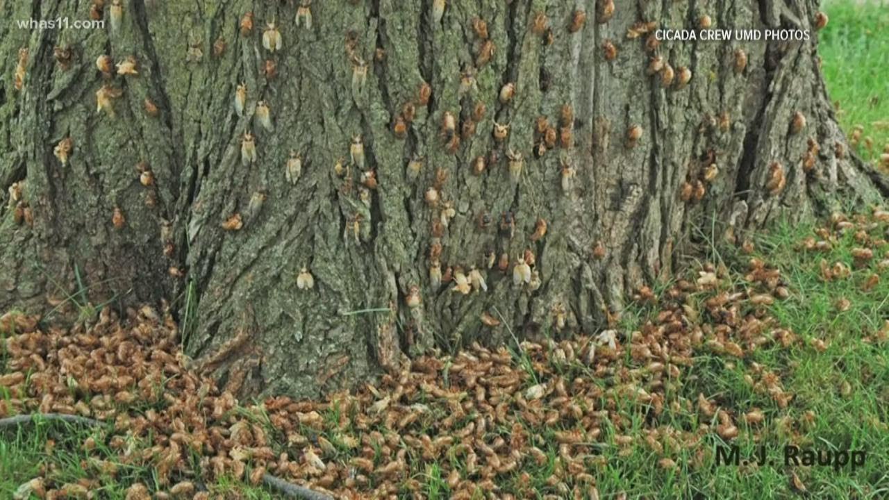 Cicada edibility: Everything you need to know about pets and humans ...