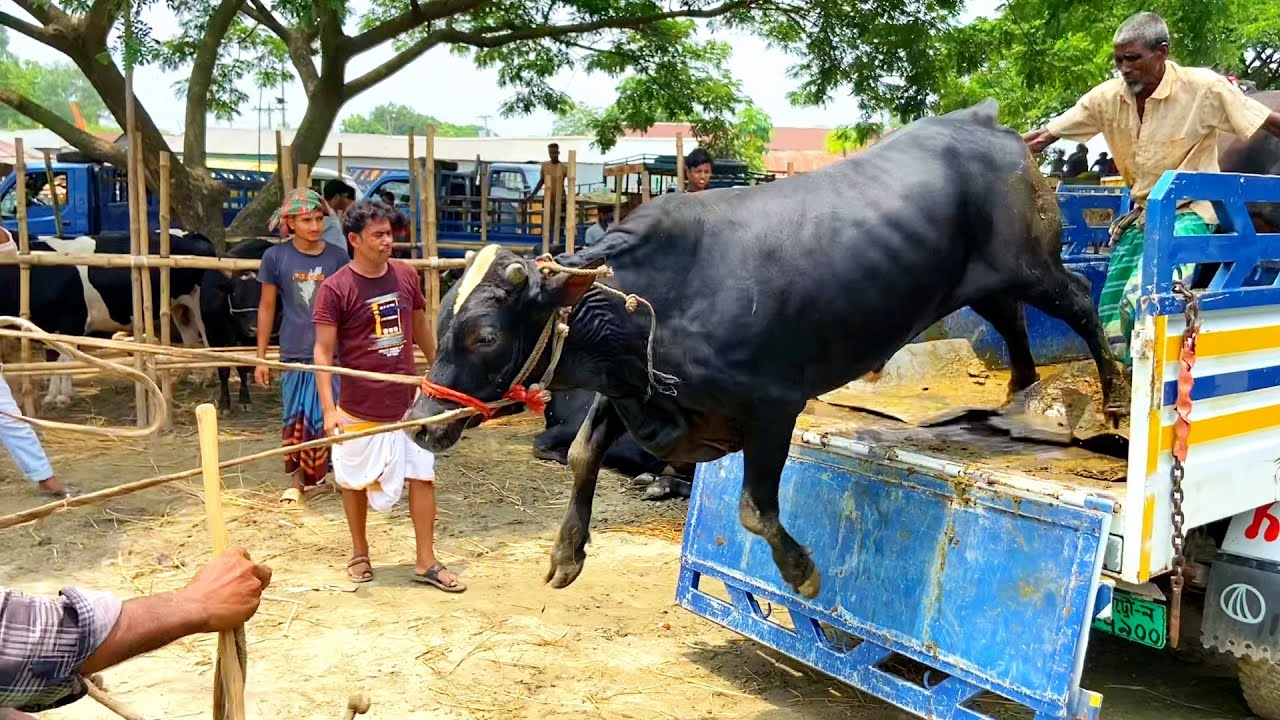 Cow unloading at very popular village cattle market Cow unloading from ...