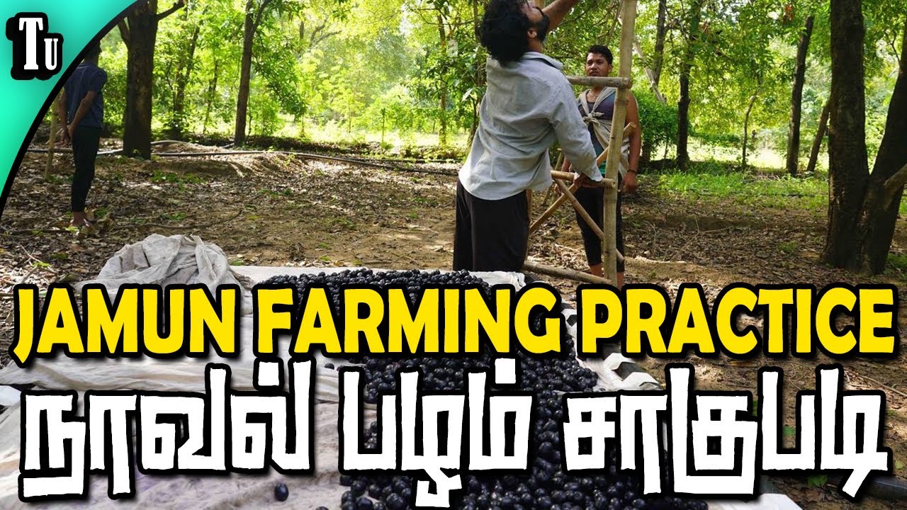 நாவல் பழம் சாகுபடி | jamun farming - YouTube