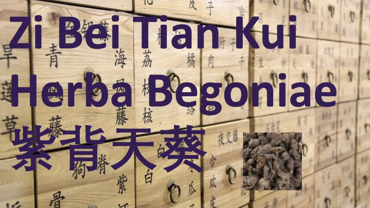50 Chinese Herbal Medicine, TCM, Herb - Zi Bei Tian Kui (Herba Begoniae ...