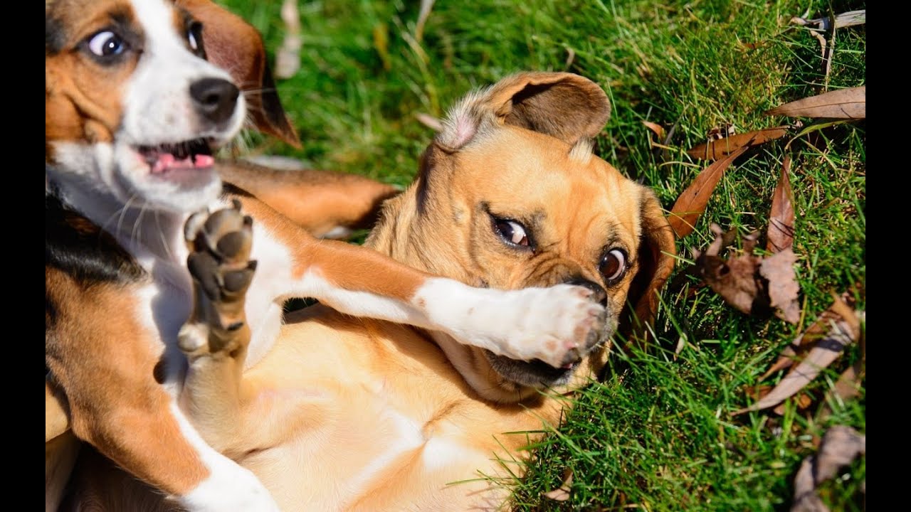 Funny videos about animals. Dogs and their funny faces. The dog is the ...