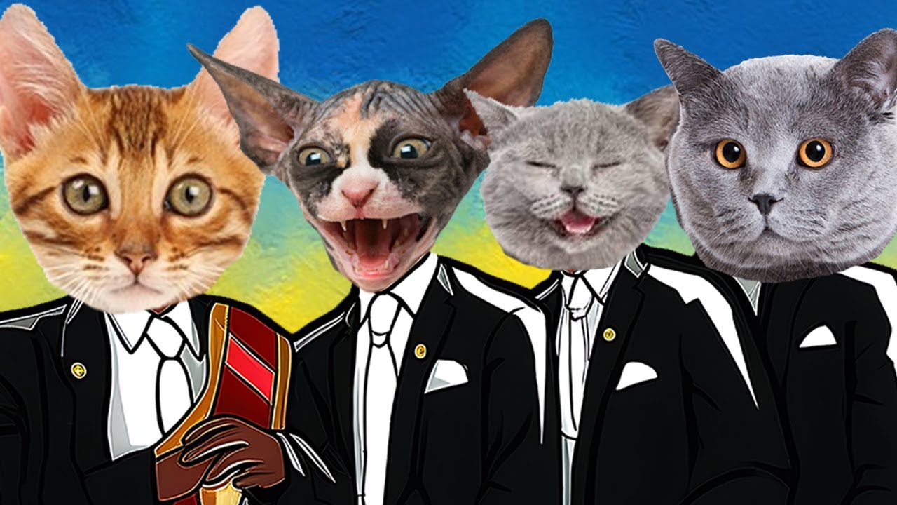 Cats Challenge - Coffin Dance Song (COVER) - Cats USA - YouTube