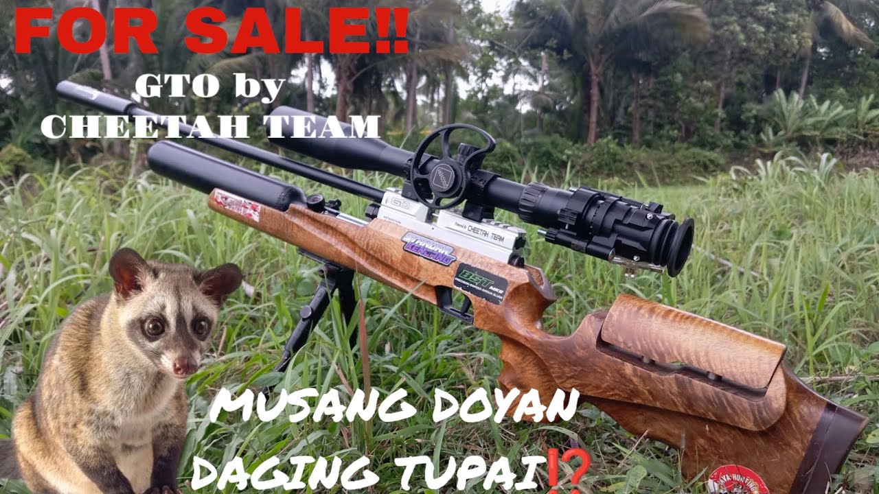 SINGKAT PADAT JELAS || BERBURU TUPAI 🐿️ (BAJING KELAPA) UNTUK MAKAN ...