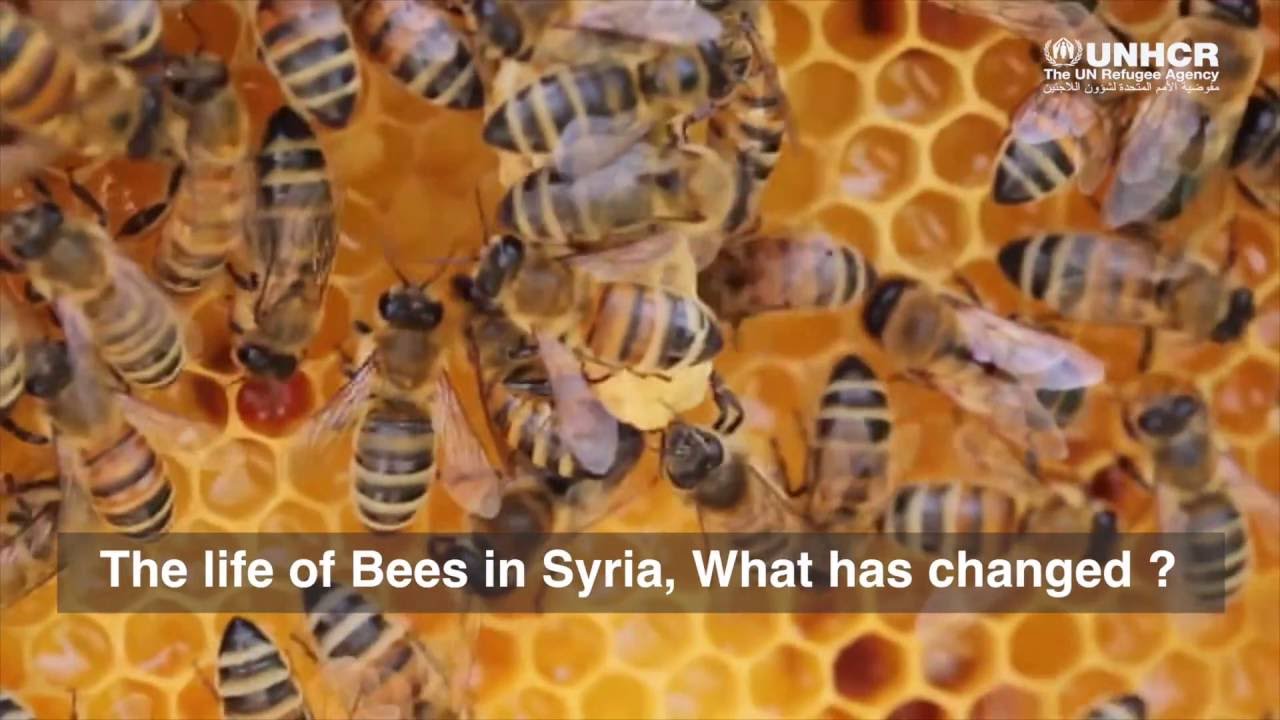 The Life of Bees in Syria: What Has Changed? - YouTube
