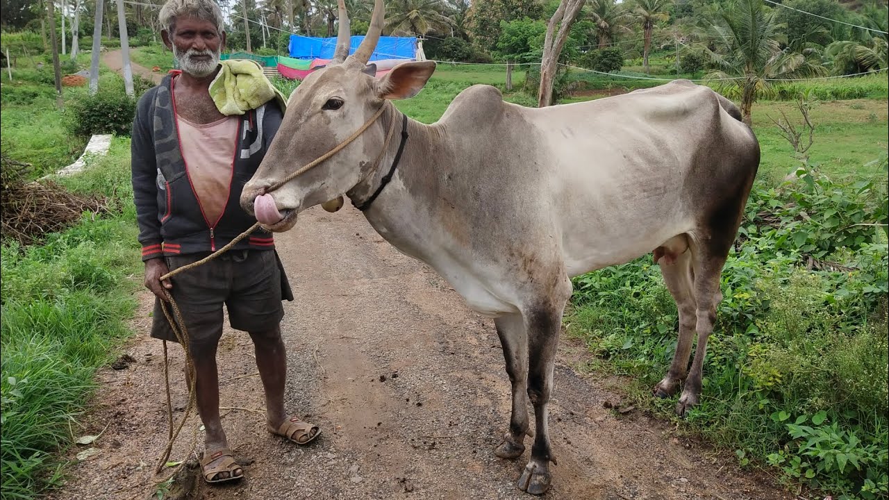 Beautiful HALLIKAR cow and male calf - YouTube