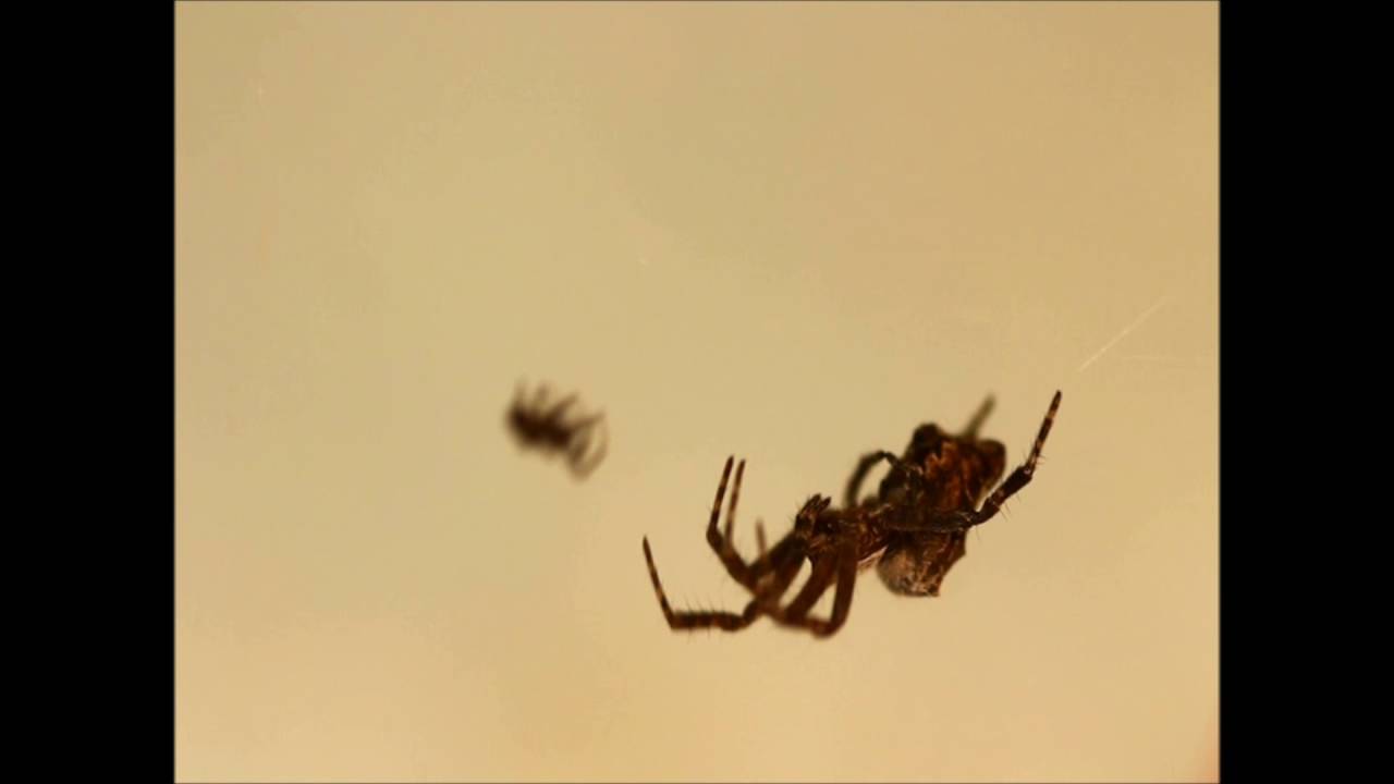 Male and female Colonial Spider mating - YouTube