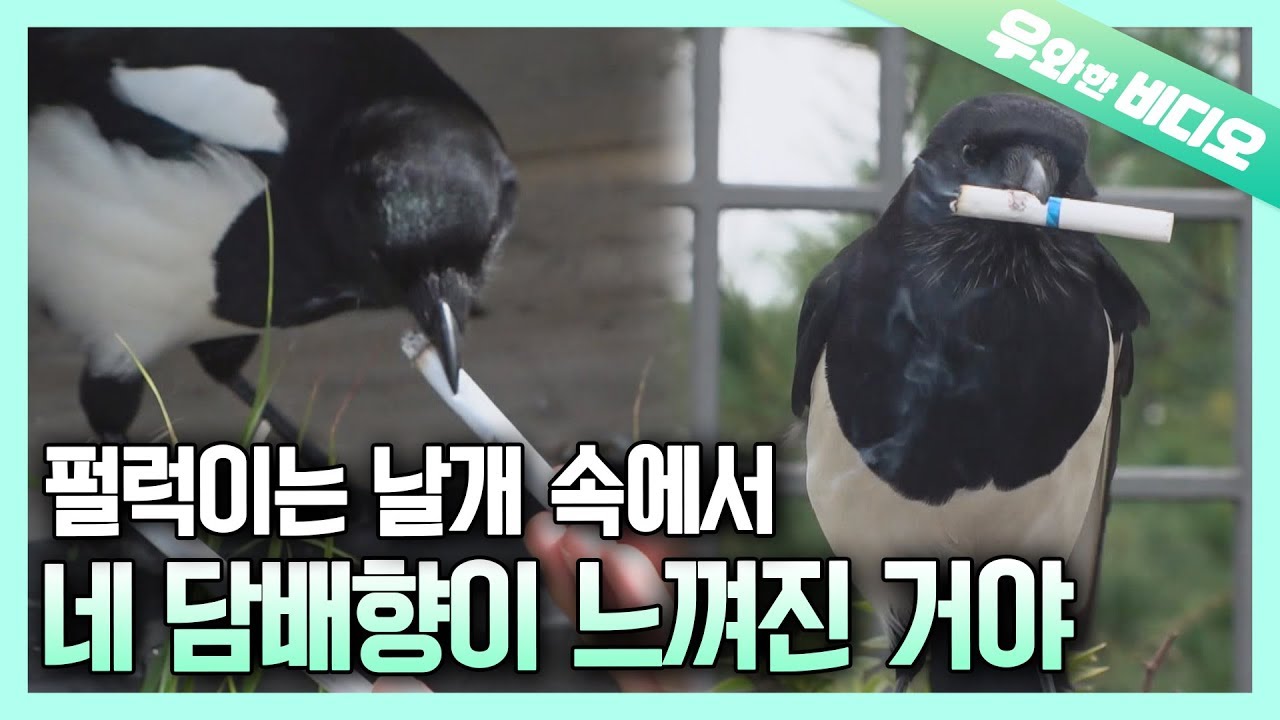 "야 담배 내놔봐" 사람들 담배 뺏는 깡패 까치┃Anti-Smoking Advocate Magpie Steals ...