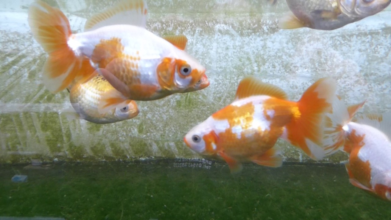 Jikin Babies From April 2016 - YouTube