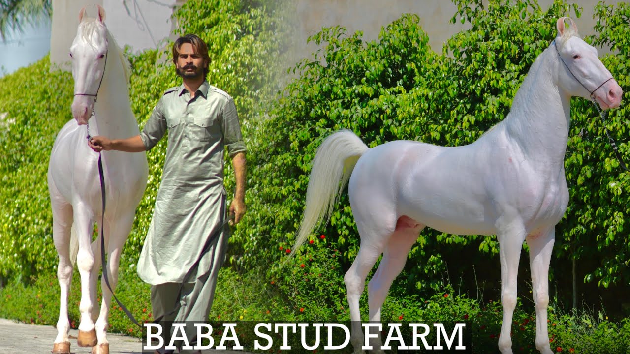 Punjab ~ Actor,Stud Farm Owner,Super Model 😱😱😱| Baba Stud Farm ...