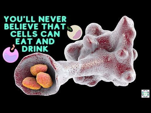 Surprisingly to see Cells Drinking and Eating | How do cells eat and ...