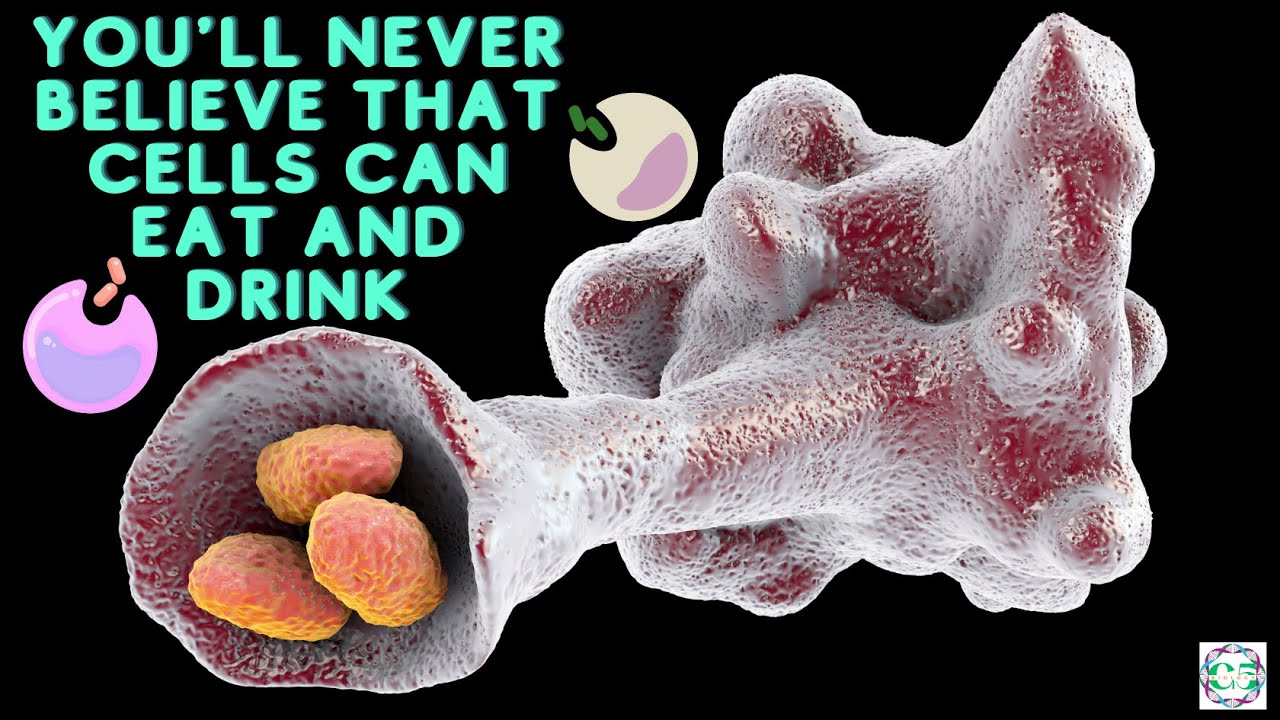 Unbelievable: Cells Eat and Drink- But What Does It Have to Do With ...