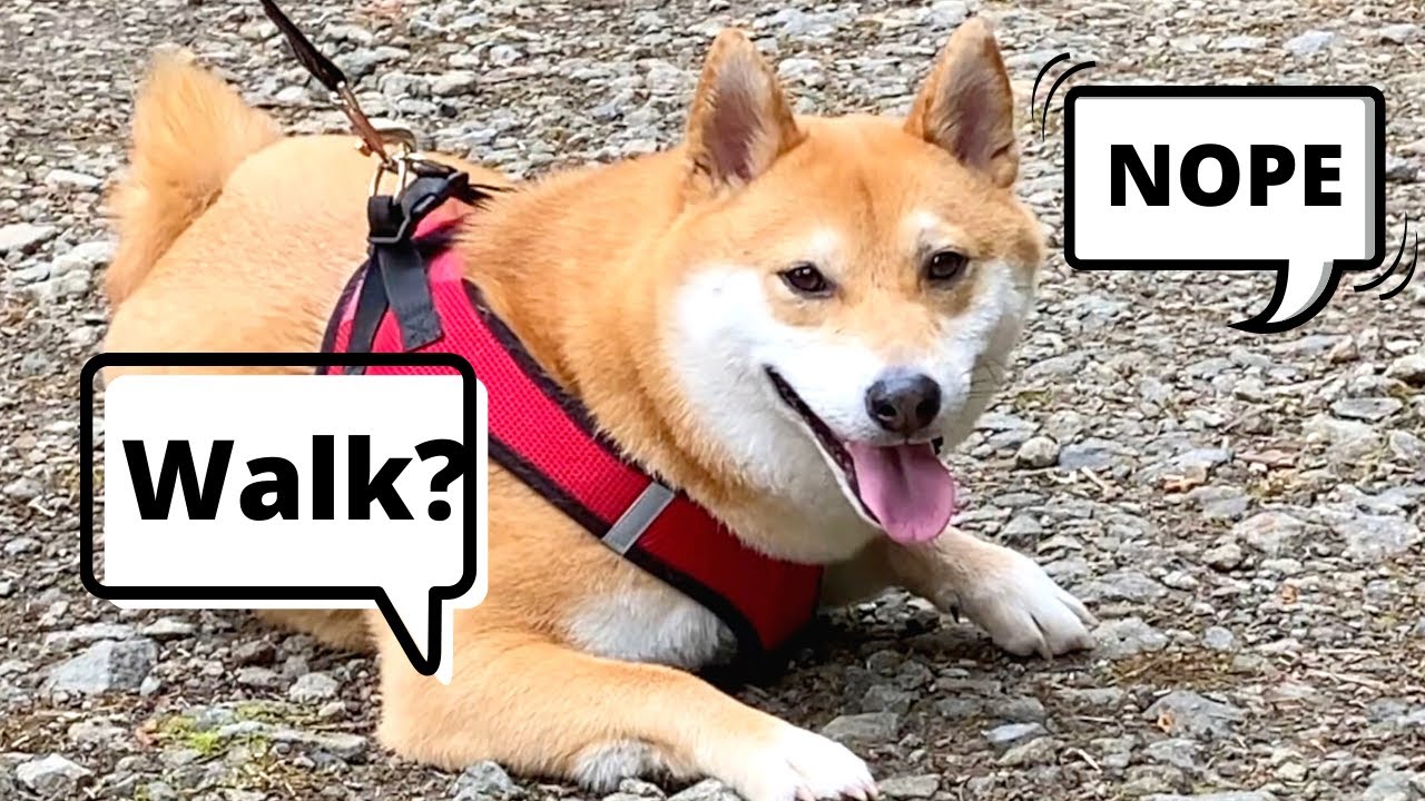 Decoding Shiba Inu Personality and Training Technique | Super Shiba ...