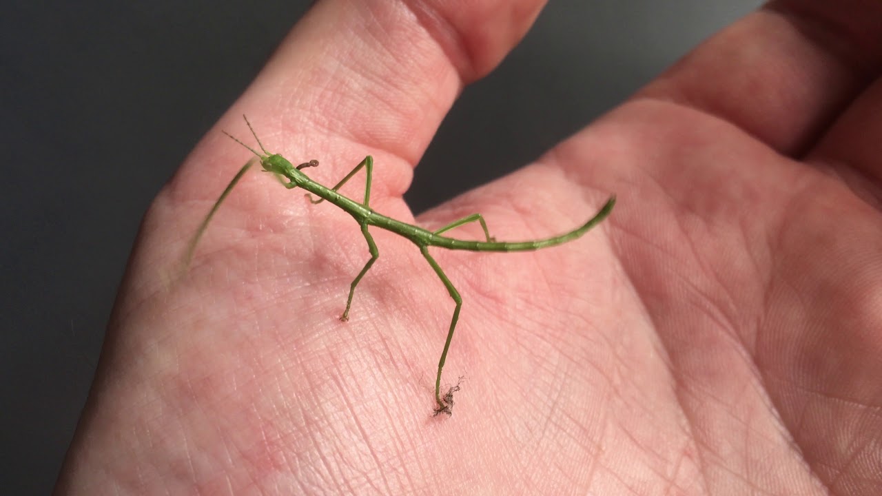 Baby stick insect taking him outside - YouTube