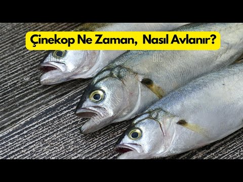 Çinekop Nerede, Ne zaman ve Nasıl Avlanır? Püf Noktaları