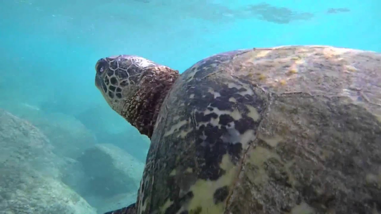 Swimming with Dinosaurs TURTLE FREEDIVE w/ Replay XD1080 - YouTube