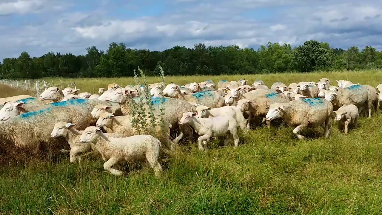 Tamarack Sheep - Minnesota - YouTube