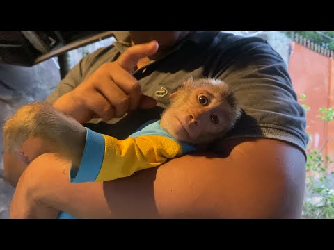 Monkey Alpha Big Mistake! 😱 Big D is SO Disappointed