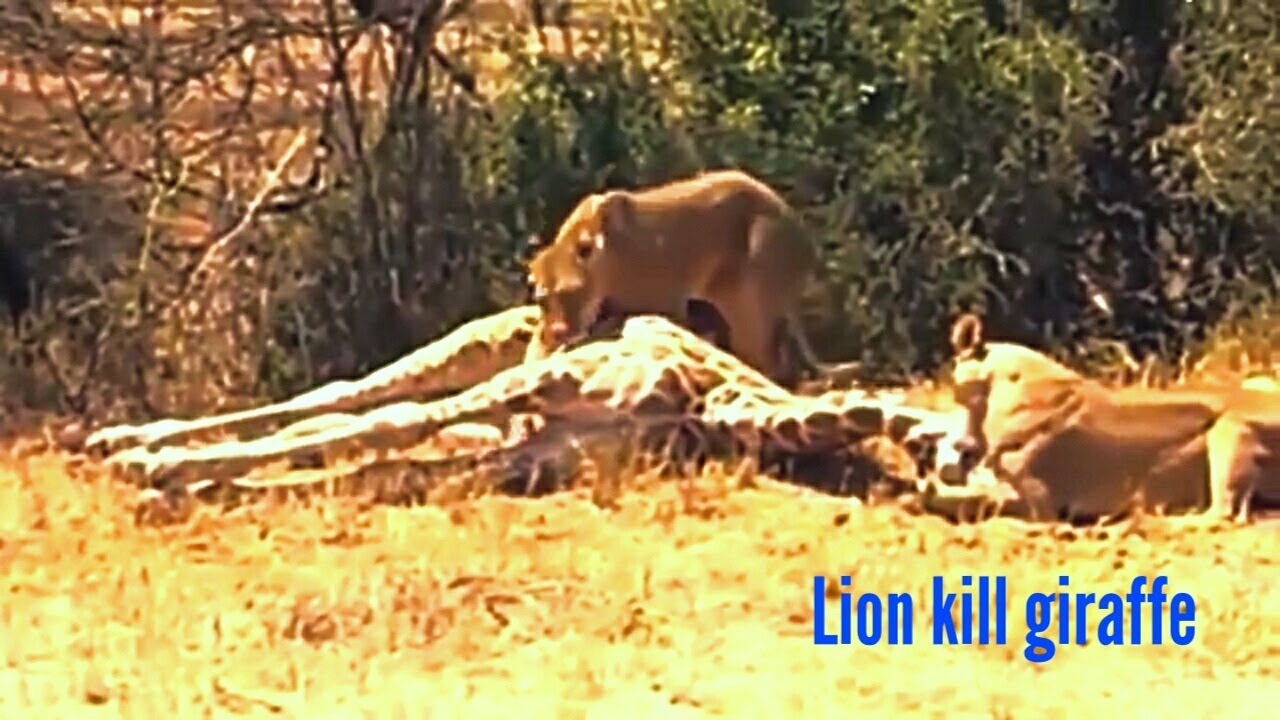 Epic Battle Between Lions Kill Attack,Lions kill attack Giraffe, wild ...