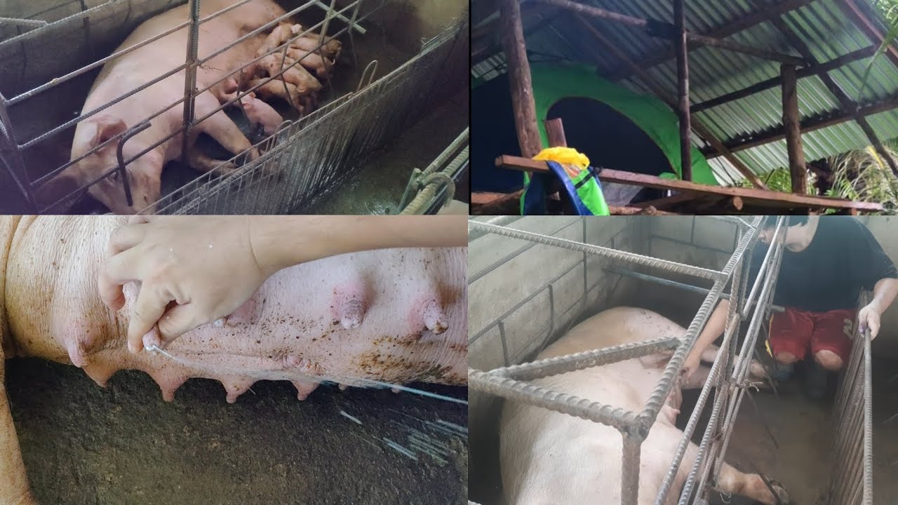 another sow giving birth: Guide to Knowing When a Pig Will Give Birth ...