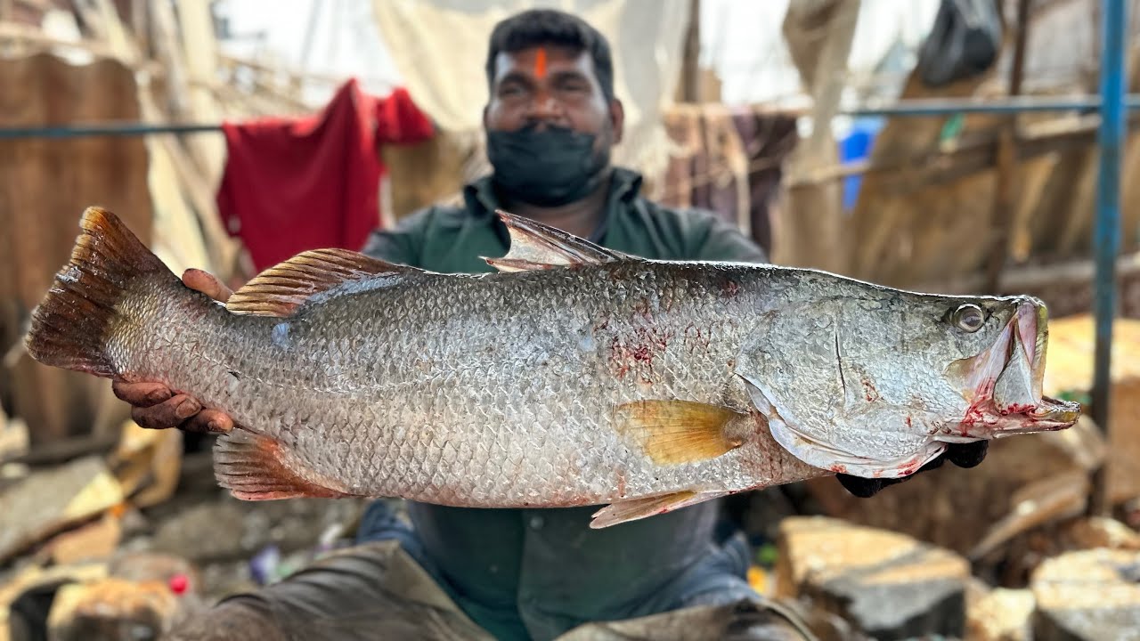 Biggest Asal Sea Bass Fish Cuts🔥🔪Kasimedu Govind Fish Cutting🔥KF FISH ...
