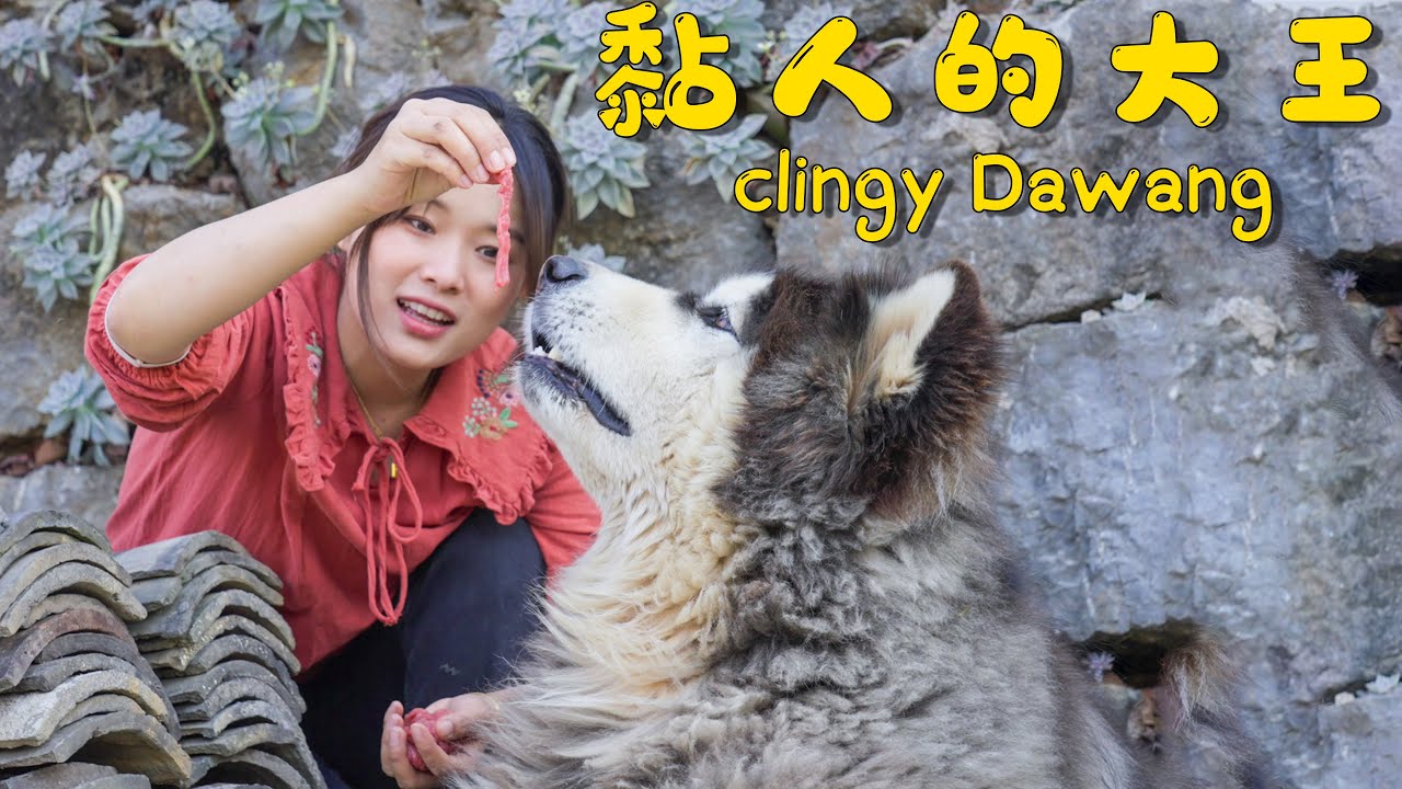 超级黏人的大王陪着阿盆姐去干活~The clingy dog Dawang accompanies Apenjie to work - YouTube