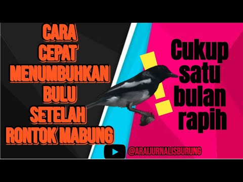 Cepat Rapih-cara cepat menumbuhkan bulu setelah rontok mabung