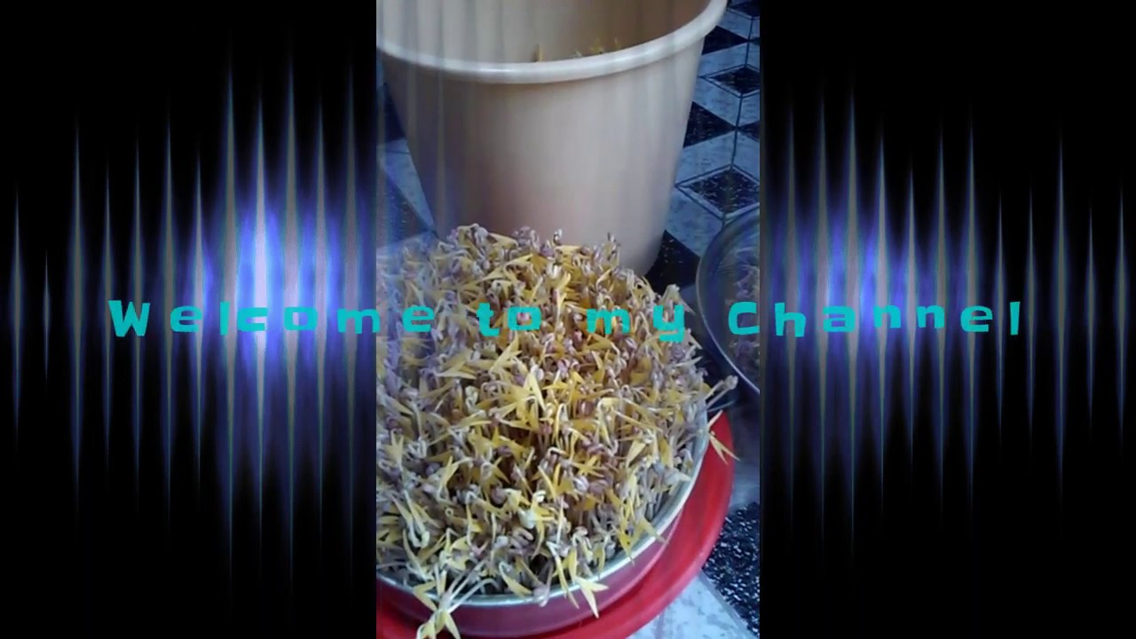 Harvesting Sprouted Mongo- - YouTube