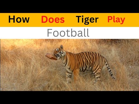 Tiger playing football | ranthambore national park - YouTube