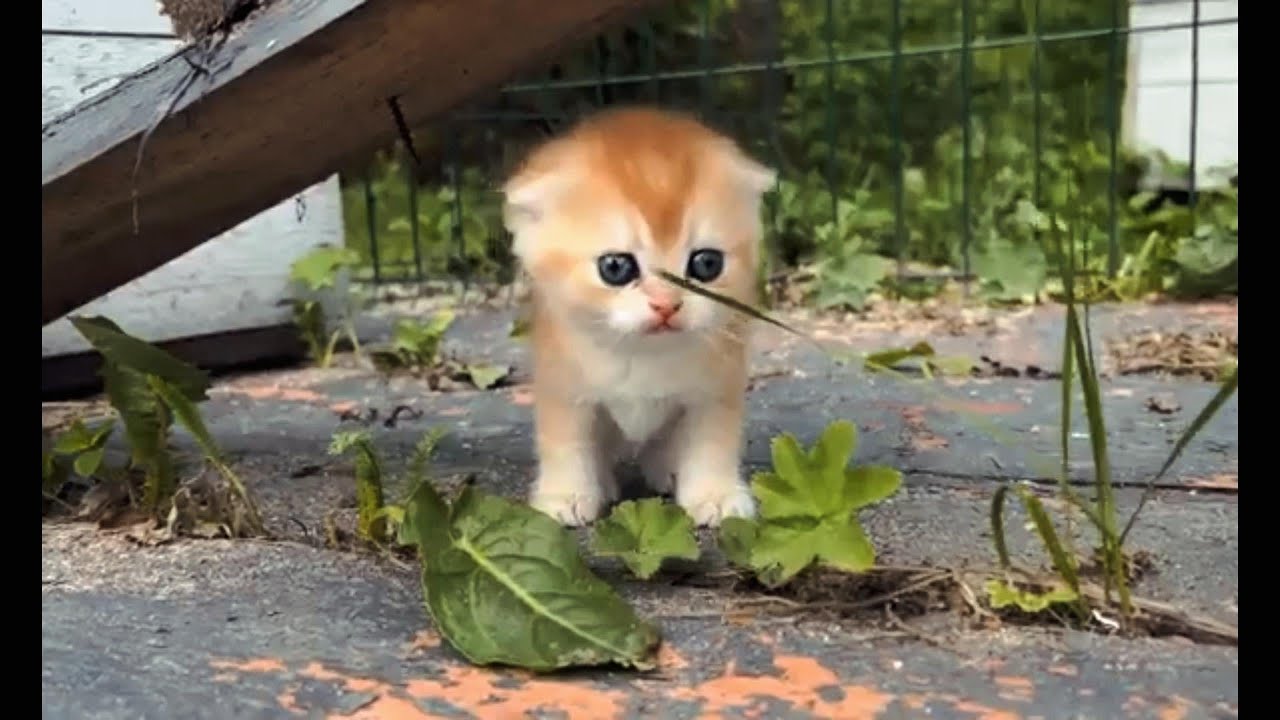 Funny Kittens And Puppies | Cute Baby Cat And Dog - YouTube