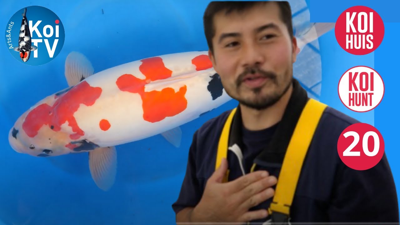 KOI TV | KoiHuis KoiHunt najaar 2024 deel 20 - YouTube