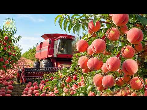 How Farmers Harvest Millions of Peaches for Canned Peach Production | Inside Peach Farming